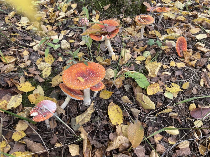 Close-Up of Red Fly Agaric Mushroom on the Ground in the Forrest Stock ...