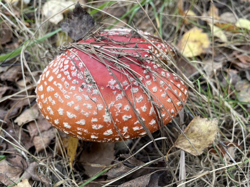 Close-Up of Red Fly Agaric Mushroom on the Ground in the Forrest Stock ...