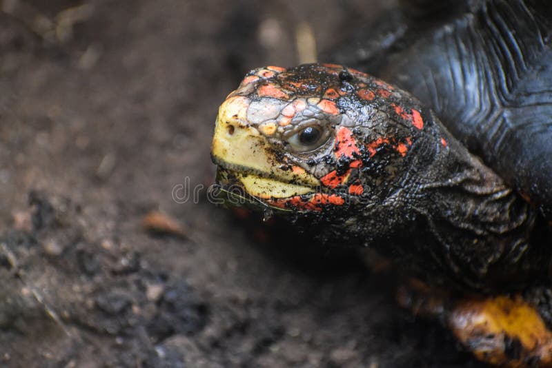 Red Footed Tortoise stock image. Image of shell, footed - 110228985