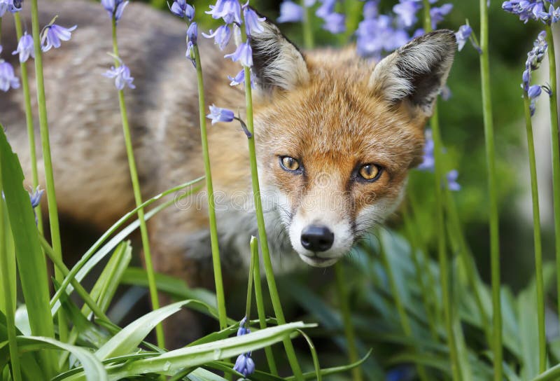 Close Up of a Red Fox with Blue Bells in a Garden Stock Photo - Image ...