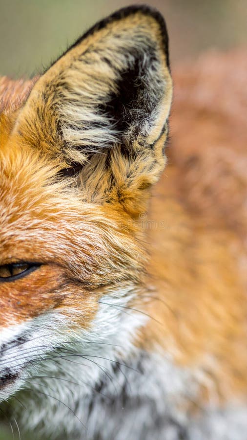 Close Up of Red Fox Face Featuring Detailed Fur and Intense Stare ...
