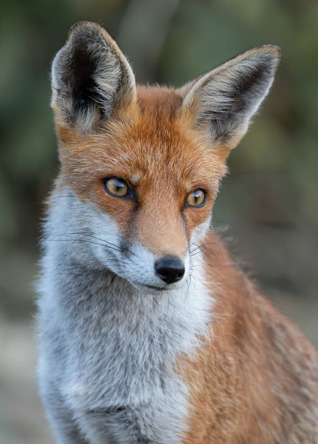 Red fox portrait stock photo. Image of close, hunting - 330700668