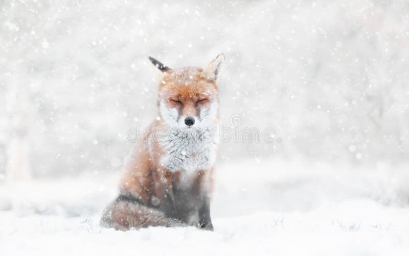 Close-up of a Red Fox in the Falling Snow in Winter Stock Image - Image ...