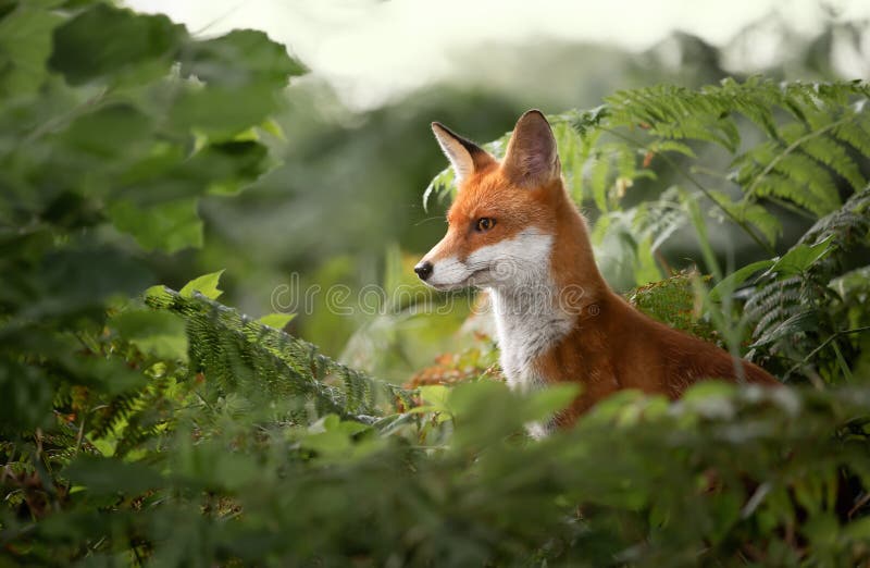Close Up of a Red Fox in Ferns Stock Photo - Image of habitat, behavior ...