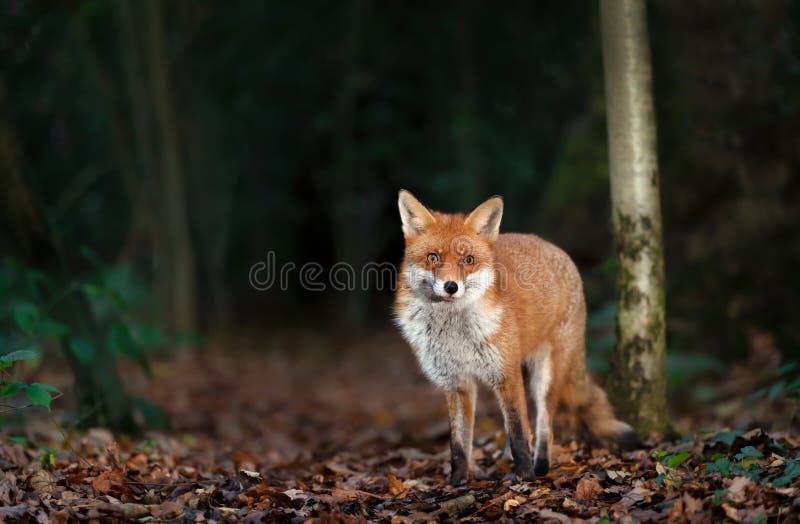 Close-up of a Red Fox in a Forest in Autumn Stock Image - Image of wild ...