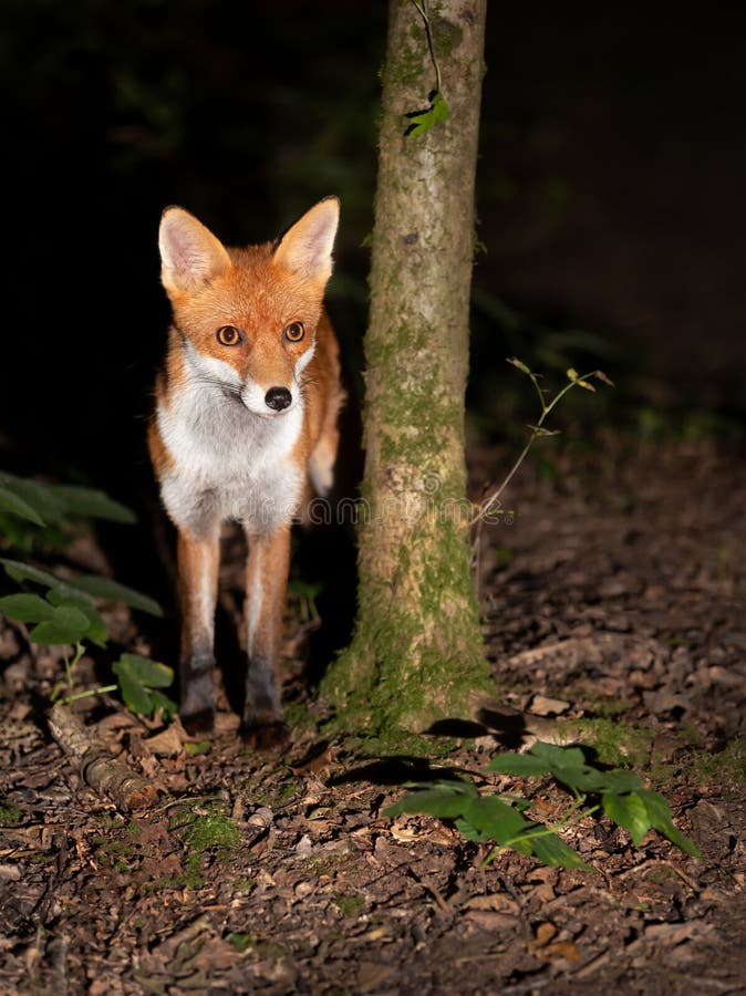 Close Up of a Red Fox in Forest at Night Stock Image - Image of meadow ...