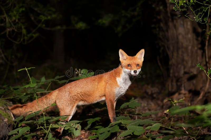 Close Up of a Red Fox in a Forest at Night Stock Image - Image of face ...