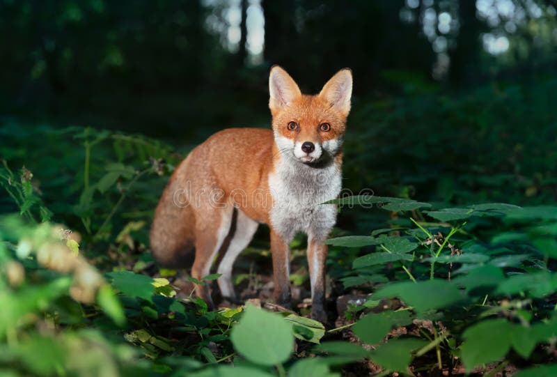 Close Up of a Red Fox in Forest at Night Stock Photo - Image of woods ...