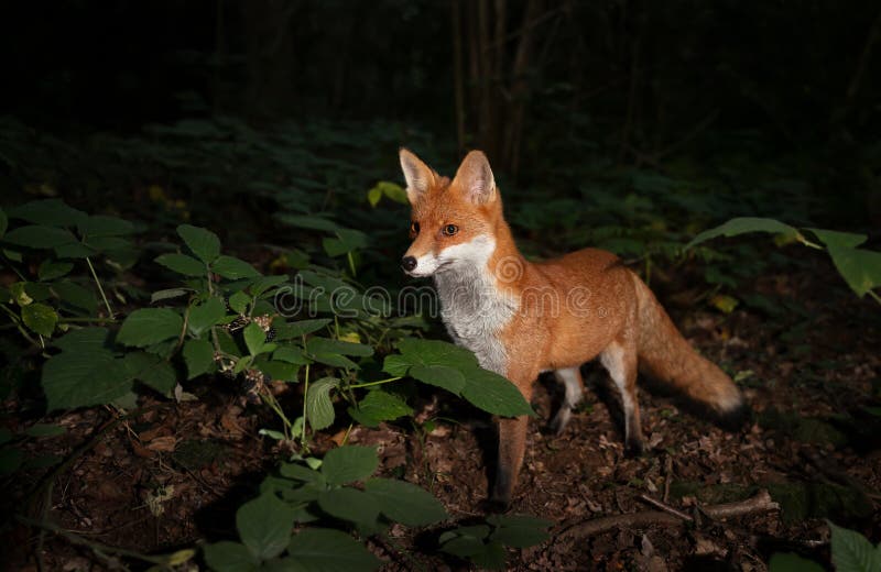 Close Up of a Red Fox in a Forest at Night Stock Image - Image of ...