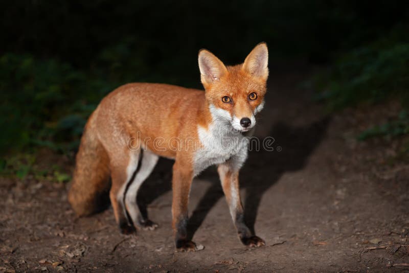 Close Up of a Red Fox in Forest Stock Photo - Image of portrait, nature ...