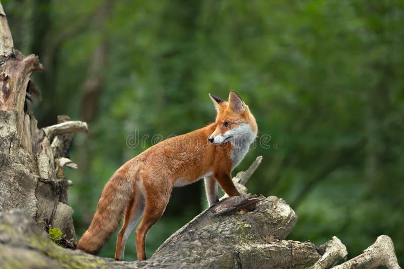 Close Up of a Red Fox in a Forest Stock Photo - Image of wildlife ...