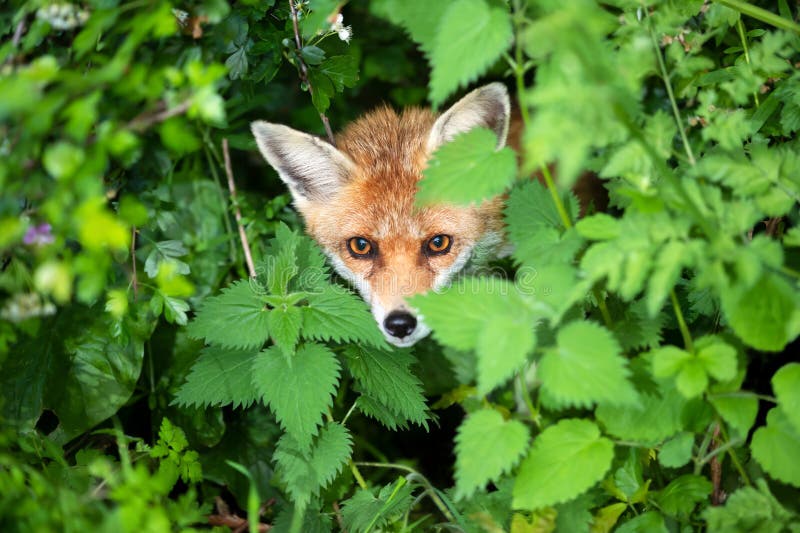 Close-up of a Red Fox in a Forest Stock Image - Image of animal ...