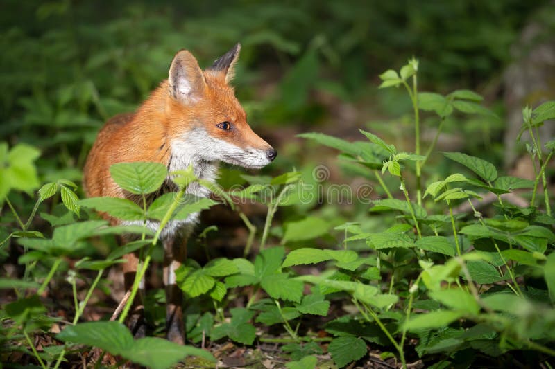 Close-up of a Red Fox in a Forest Stock Image - Image of summer ...