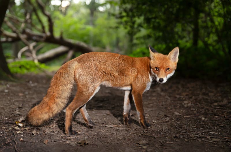 Close-up of a Red Fox in a Forest Stock Image - Image of vegetation ...