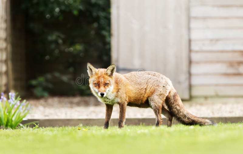 Close Up of a Red Fox in the Garden by a Shed Stock Image - Image of ...