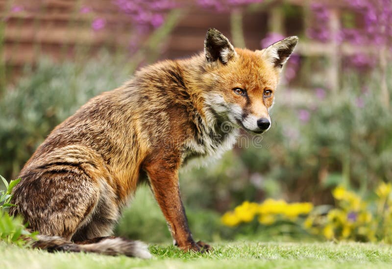 Close Up of a Red Fox in the Garden Stock Photo - Image of nature ...