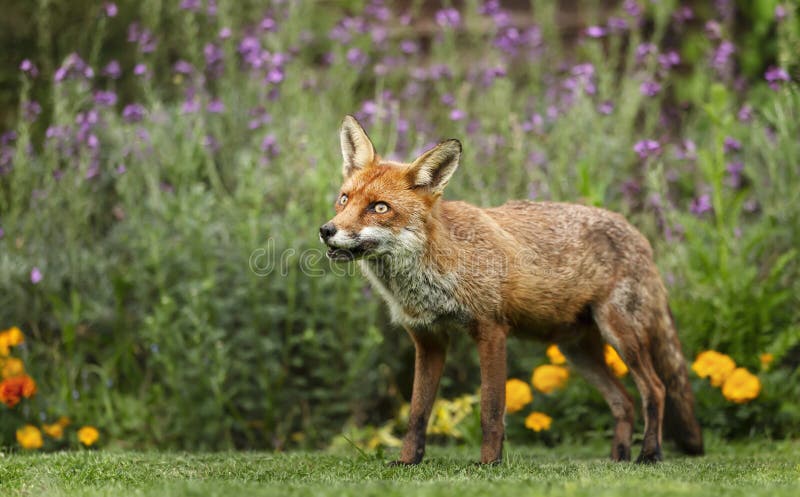 Close Up of a Red Fox in a Garden Stock Image - Image of cute, cheeky ...