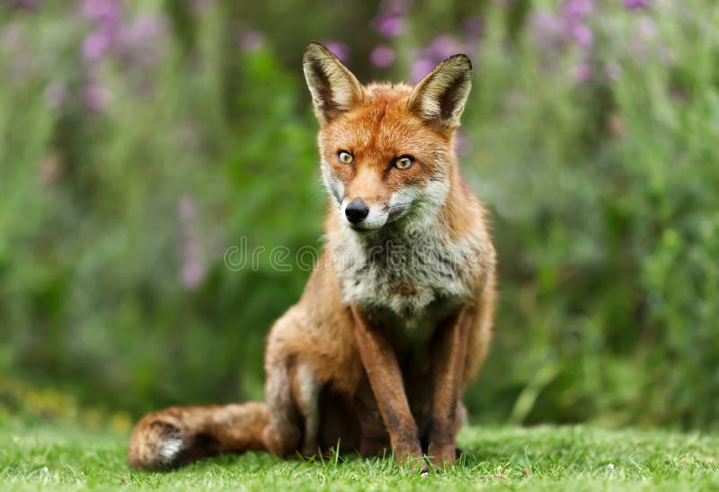 Close Up of a Red Fox in a Garden Stock Image - Image of lavender ...