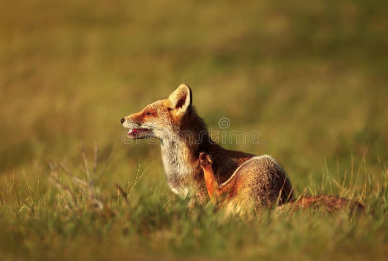 Close Up of a Red Fox Grooming in the Sunshine Stock Image - Image of ...