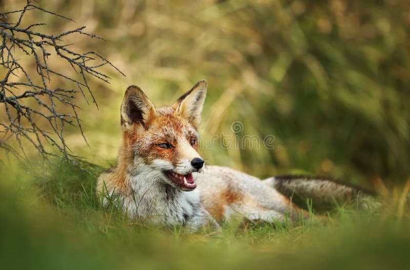 Red Fox Laying In The Field Stock Image - Image of nose, newyork: 66027479