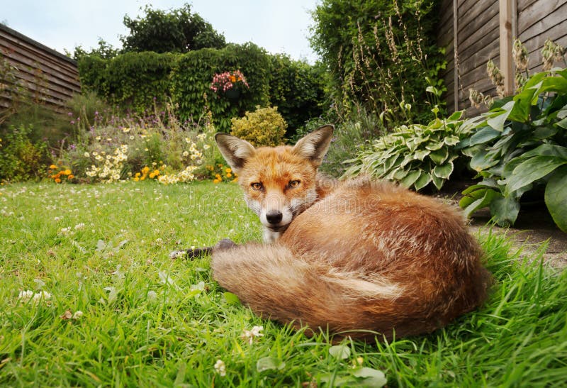 Close Up of a Red Fox Lying in the Back Garden Stock Photo - Image of ...