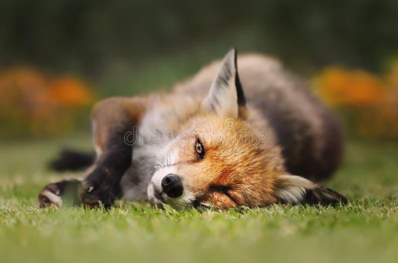 Close Up of a Red Fox Lying on the Grass Stock Photo - Image of ...