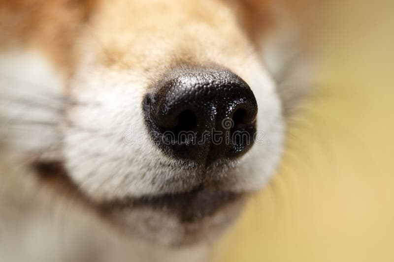 Close-up of a red fox nose stock photo. Image of mouth - 320573472