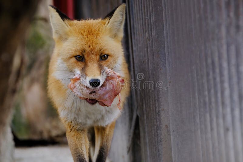 Close-up of a Red Fox with a Piece of Raw Meat in Its Mouth Stock Photo ...