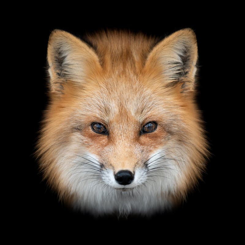 456 Red Fox Face Dark Background Stock Photos - Free & Royalty-Free ...