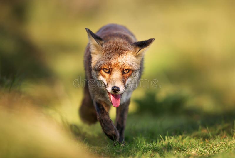 Close Up of a Red Fox Running Stock Image - Image of dunes, mammal ...