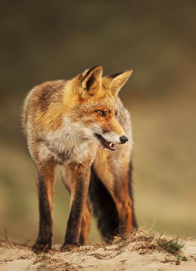 Close Up of a Red Fox in Sand Dunes Stock Photo - Image of light ...