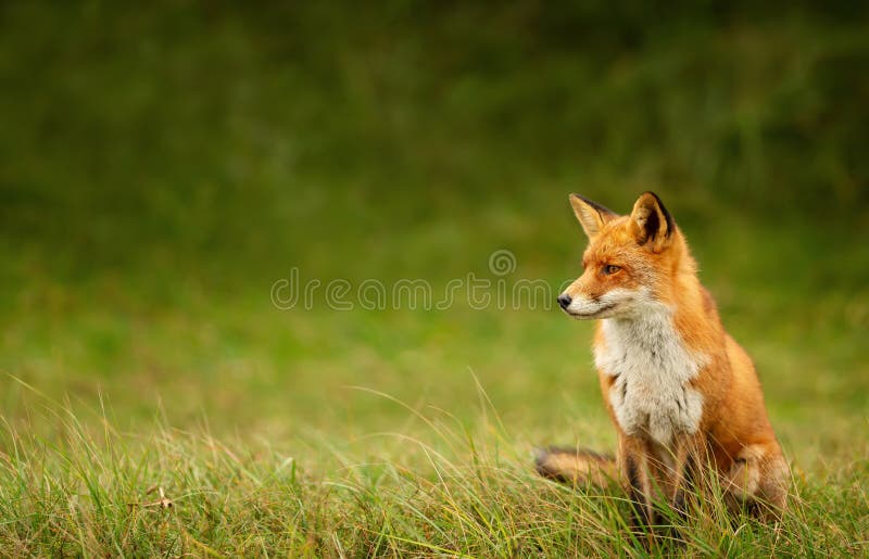 Close Up of a Red Fox Sitting in Green Grass Stock Image - Image of ...