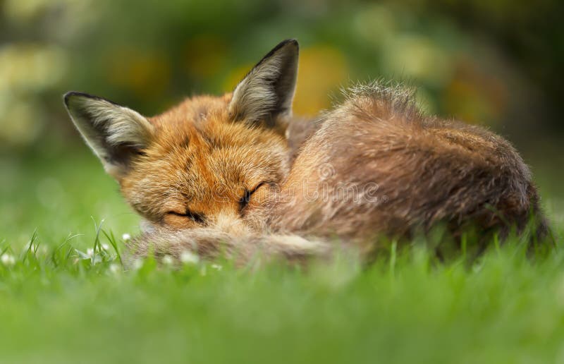 1,516 Fox Sleeping Photos - Free & Royalty-Free Stock Photos from ...