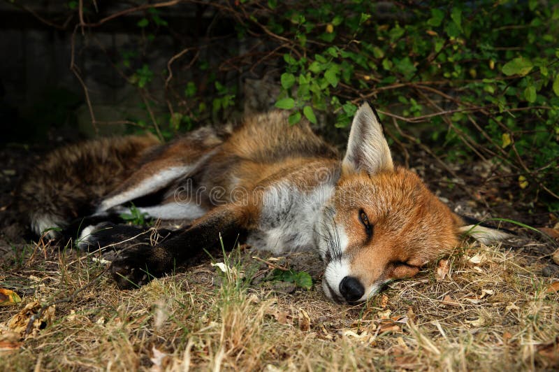 Red Fox Lying Under the Tree by the Patio Decking Stock Image - Image ...