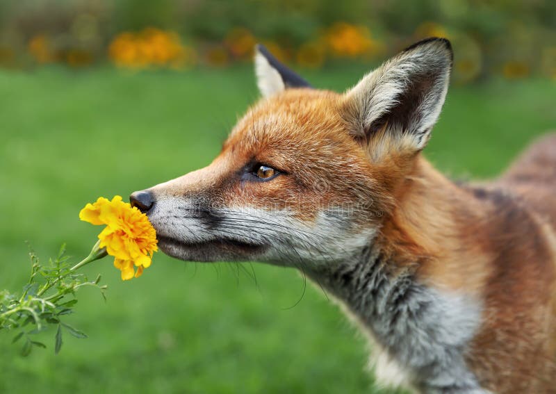 Closeup of a Red Fox Smelling the Flower Stock Image - Image of close ...
