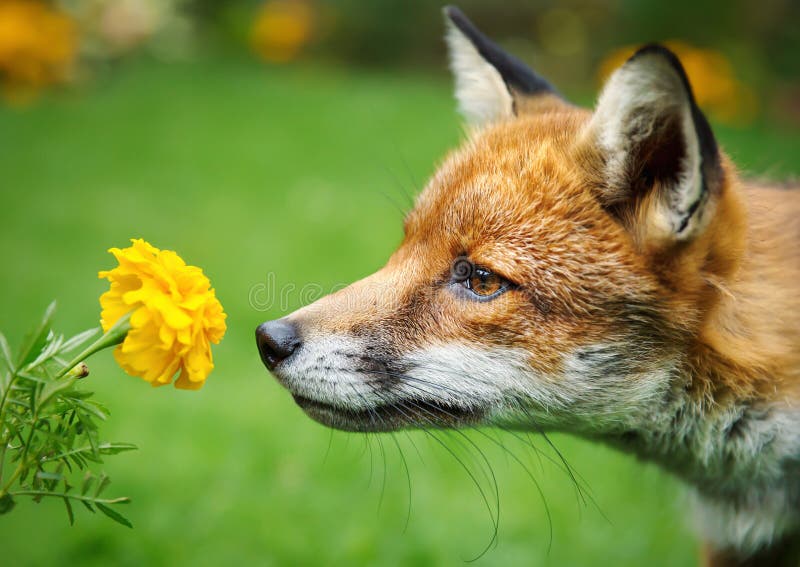 40,766 Red Fox Stock Photos - Free & Royalty-Free Stock Photos from ...
