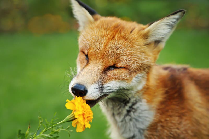 Red Fox Smelling the Flower Stock Photo - Image of flowers, adult: 80476792