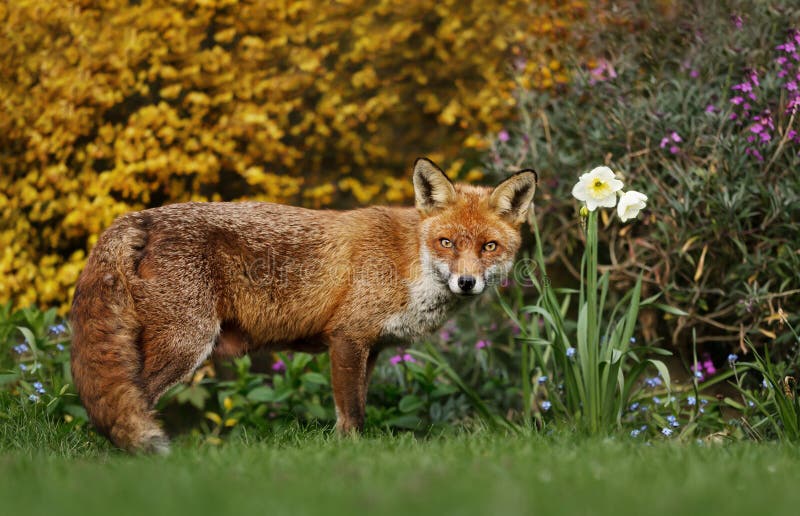 Close Up of a Red Fox in Spring Stock Photo - Image of meadow, mammal ...