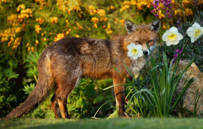 Close Up of a Red Fox in Spring Stock Image - Image of nature, cheeky ...