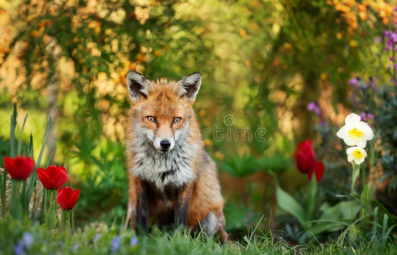 Close Up of a Red Fox in Spring Stock Image - Image of carnivore ...