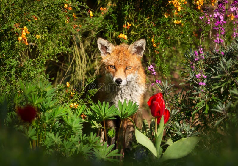Close Up of a Red Fox in Spring Stock Photo - Image of cute, carnivore ...