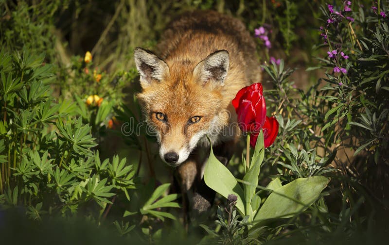 Red Fox Vulpes Vulpes in the Spring Looking Up at Camera Stock Image ...
