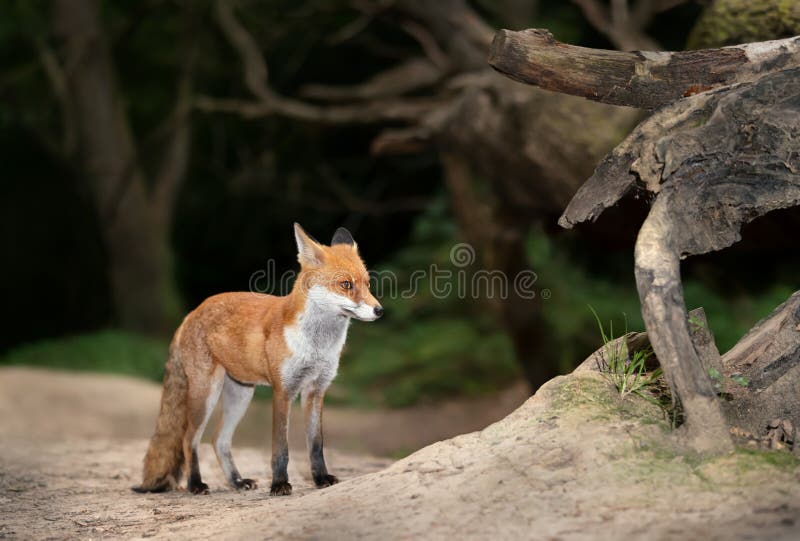 Close Up of a Red Fox Standing by a Fallen Tree in Forest Stock Image ...