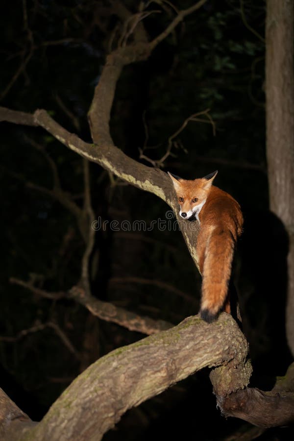 Close Up of a Red Fox Standing on a Fallen Tree at Night Stock Image ...