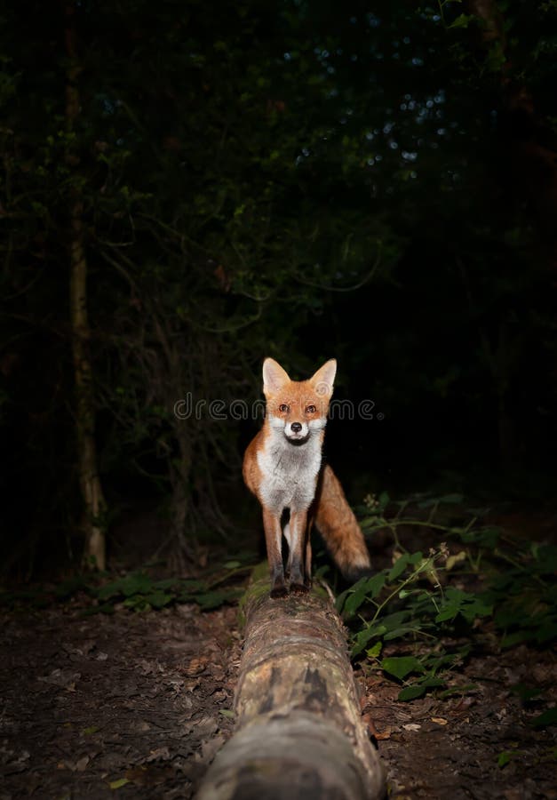 Close Up of a Red Fox Standing on a Fallen Tree at Night Stock Image ...