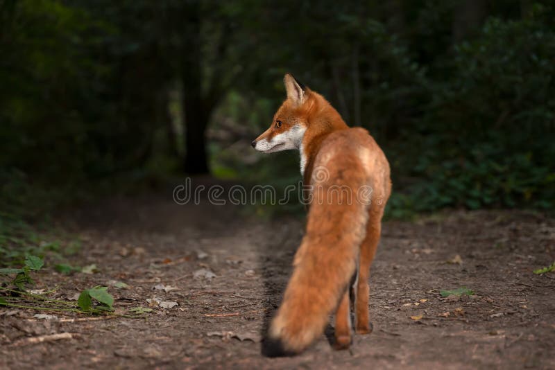 Close Up of a Red Fox Standing in Forest Stock Photo - Image of ...