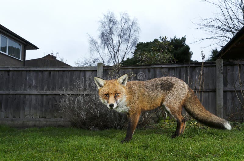 Close Up of a Red Fox Standing in the Garden Stock Image - Image of ...