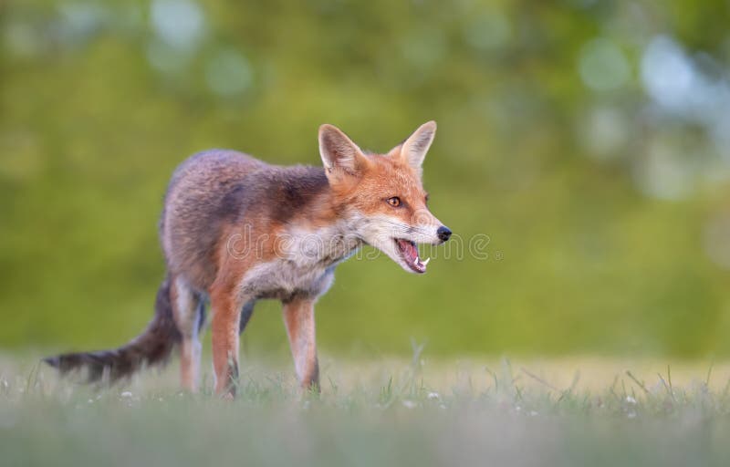 Close Up of a Red Fox Standing on Grass in Summer Stock Photo - Image ...