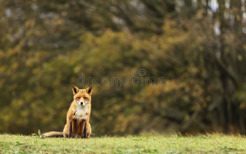 Close Up of a Red Fox Standing in Grass Stock Photo - Image of cute ...