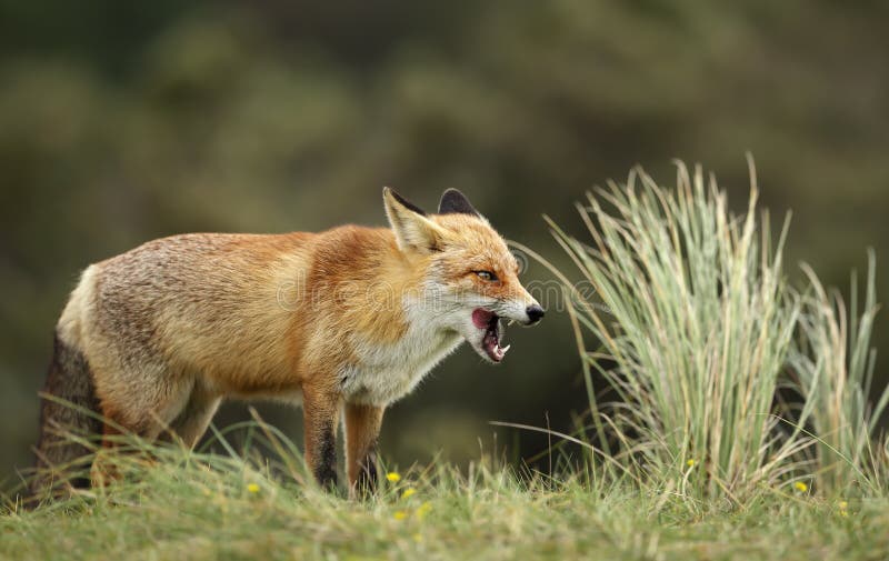 Close Up of a Red Fox Standing in Grass Stock Image - Image of meadow ...